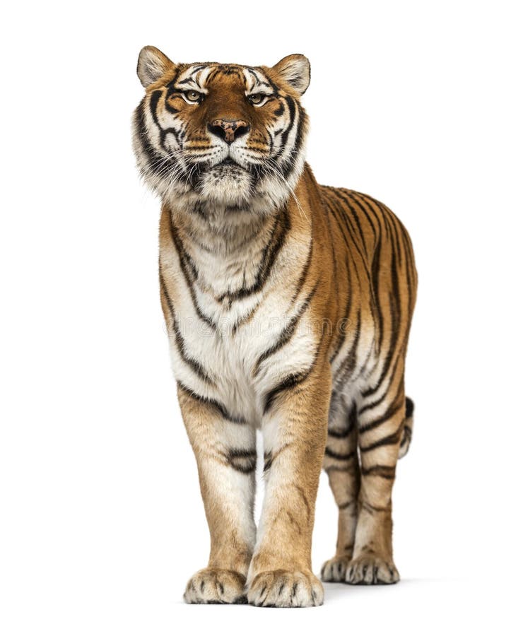 Adult Tiger isolated stock photo. Image of biodiversity - 215745062