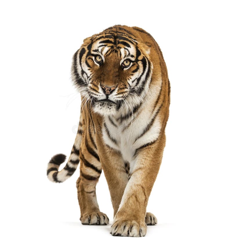 Adult Tiger isolated stock image. Image of tigris, away - 215746211