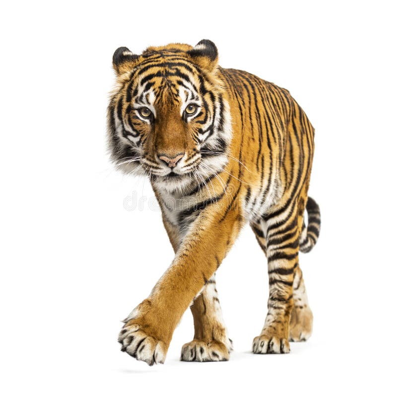 Adult Tiger isolated stock photo. Image of mammal, biodiversity - 215661026