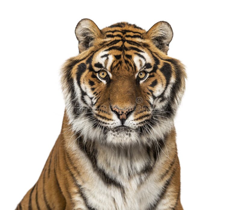156 Tiger Facing Camera Stock Photos - Free & Royalty-Free Stock Photos ...