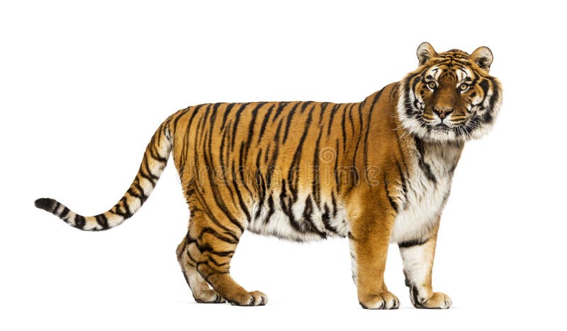 Tiger standing up stock image. Image of whisker, animals - 2238223