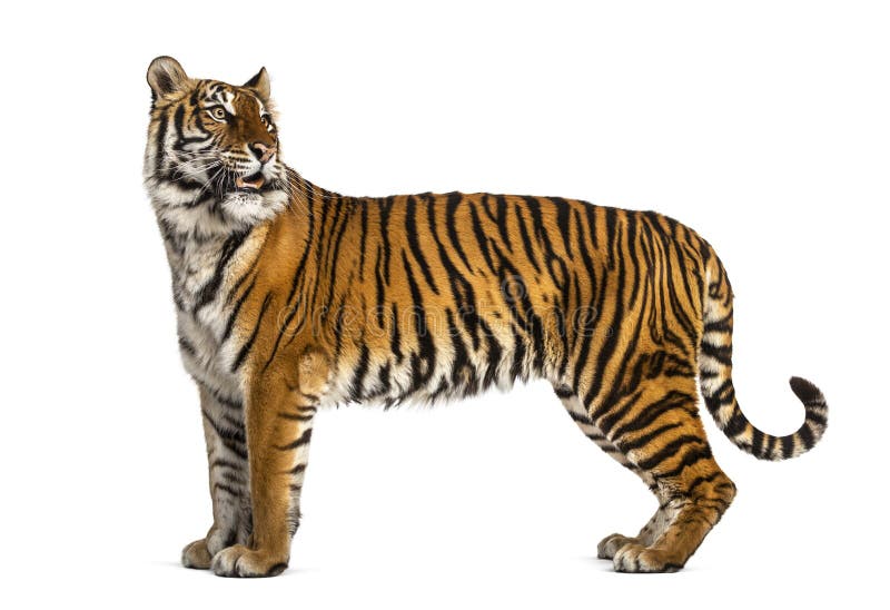 Tiger Body Profile