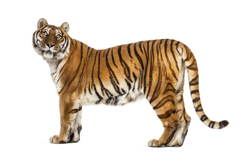Tiger standing up stock image. Image of whisker, animals - 2238223