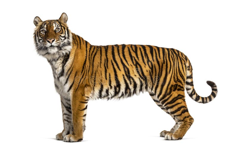 Tiger standing up stock image. Image of whisker, animals - 2238223