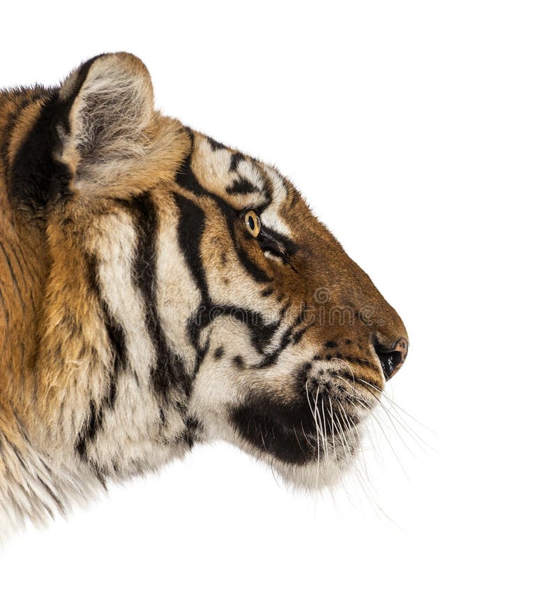 Side View Adult Tiger's Head Stock Photos - Free & Royalty-Free Stock ...