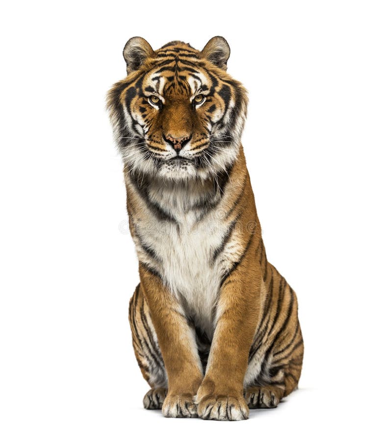 Adult Tiger isolated stock photo. Image of tiger, crossbreed - 215745416