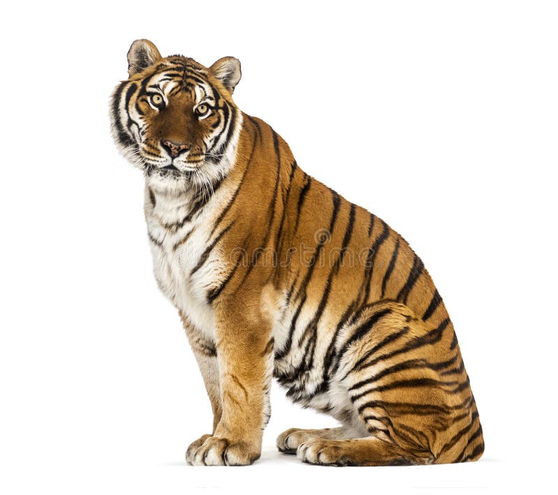 Tiger Side View Sitting