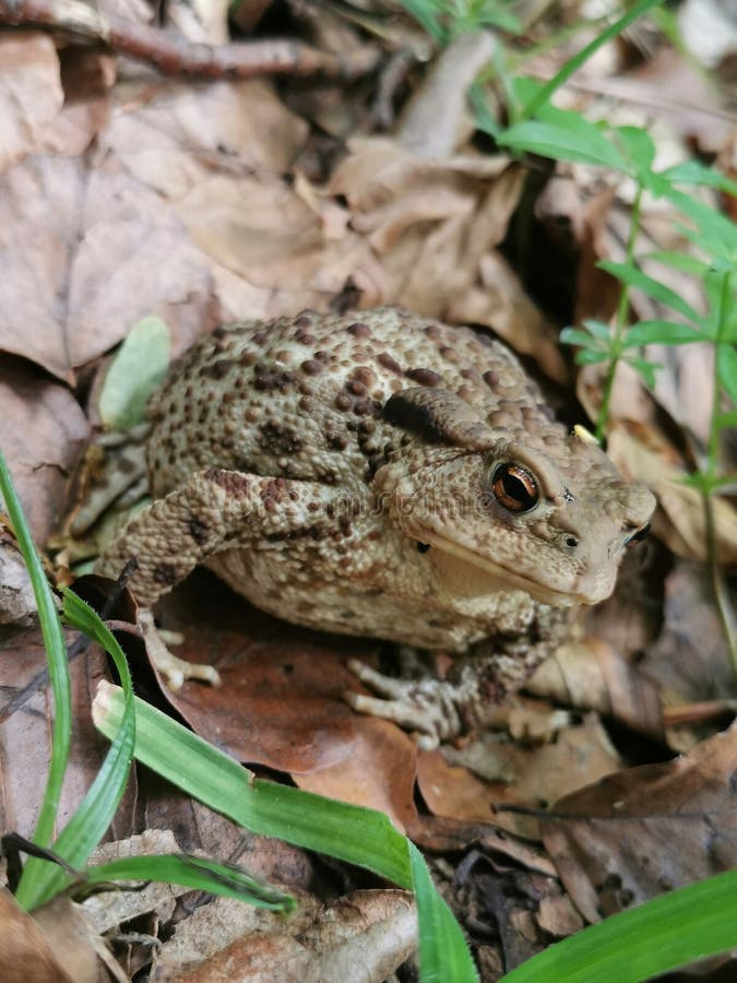 An Adult Toad ( Bufo Bufo ) Stock Image - Image of green, reptile ...