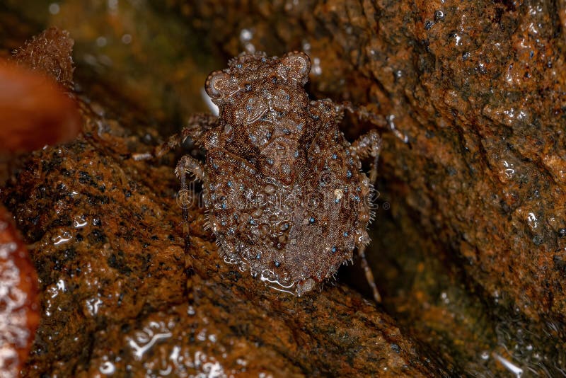 Adult Toad Bug stock photo. Image of wildlife, heteroptera - 241077658