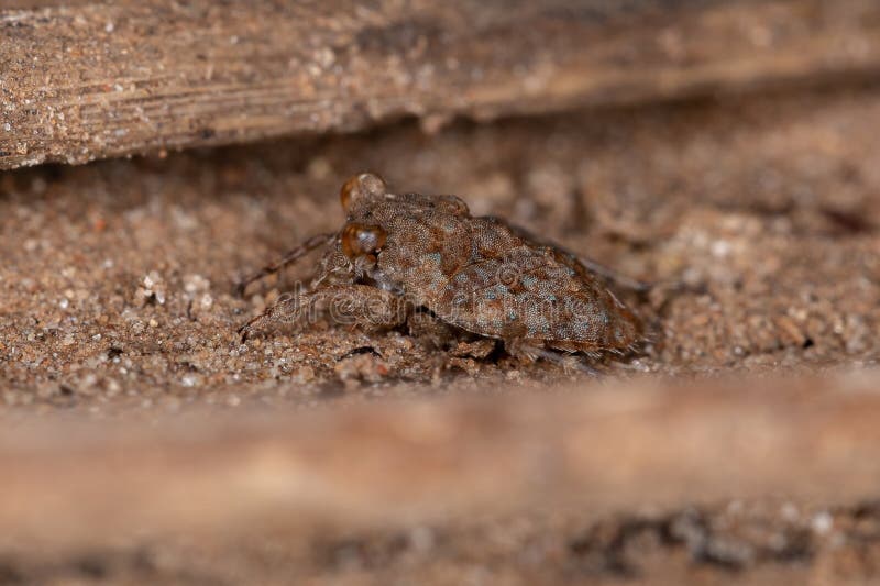 Adult Toad Bug stock photo. Image of invertebrate, macro - 204617786