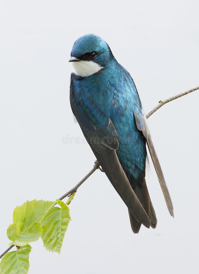 Adult Tree Swallow stock photo. Image of isolated, feathers - 64262644