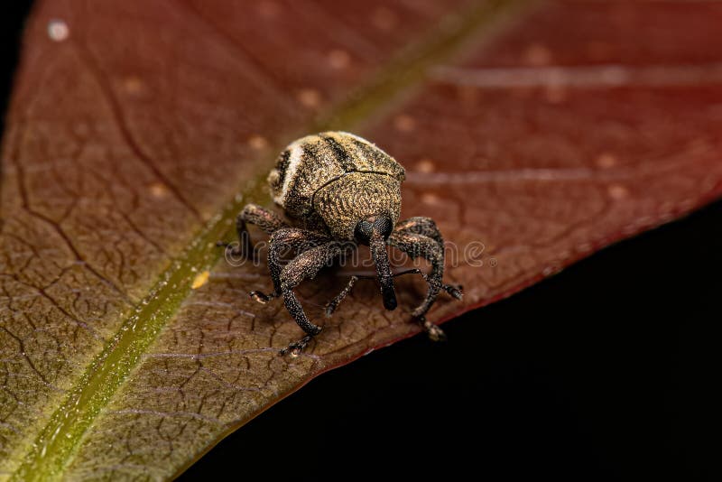 Adult true Weevil stock photo. Image of arthropod, snout - 264277214