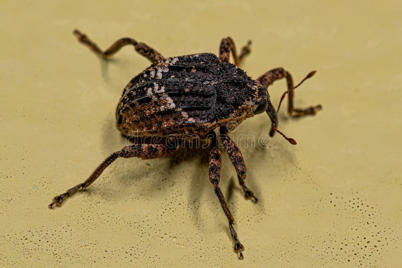 Adult True Weevil stock photo. Image of cucujiformia - 263480236