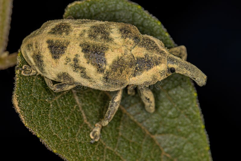 Adult True Weevil stock image. Image of coleoptera, brown - 255484461