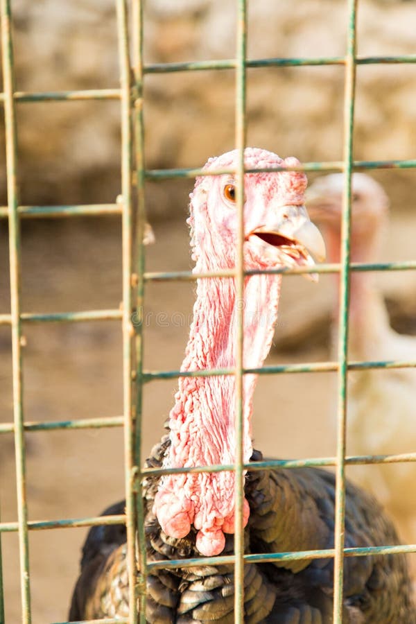 Adult Turkey Inside the Cage in the Zoo Stock Image - Image of green ...