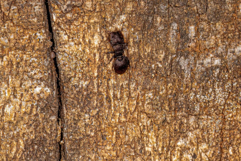 Adult Turtle Ant stock photo. Image of detail, hymenoptera - 263481356