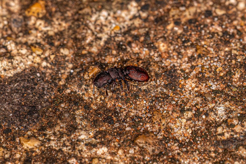 Adult Turtle Ant stock photo. Image of detail, hymenoptera - 263481356