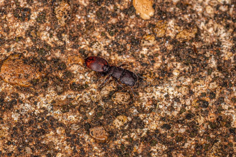 Adult Turtle Ant stock image. Image of detail, wild - 263478967