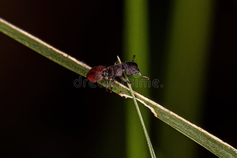Adult Turtle Ant stock photo. Image of ants, wild, cephalotes - 263481354