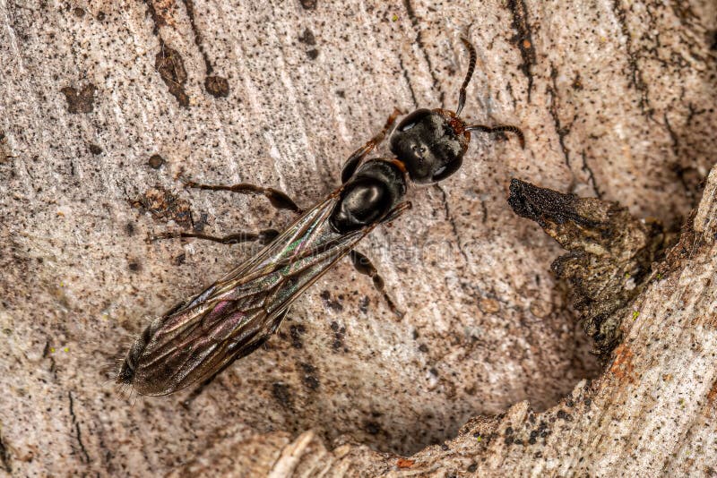 Adult Twig Queen Ant stock photo. Image of insects, detail - 264276882