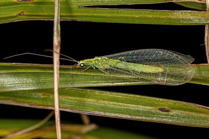 Adult Typical Green Lacewing Stock Image - Image of antennae ...