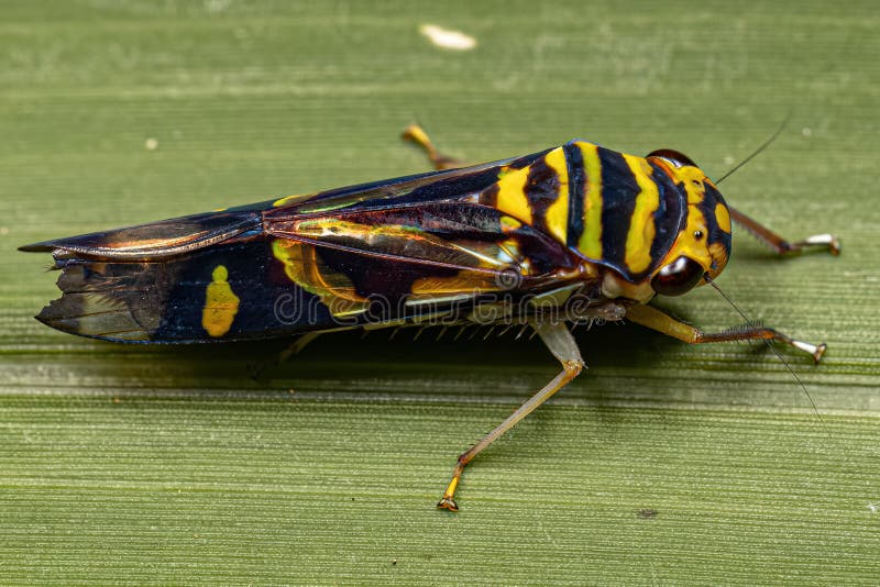 Adult Typical Leafhopper stock image. Image of leafhoppers - 264277031