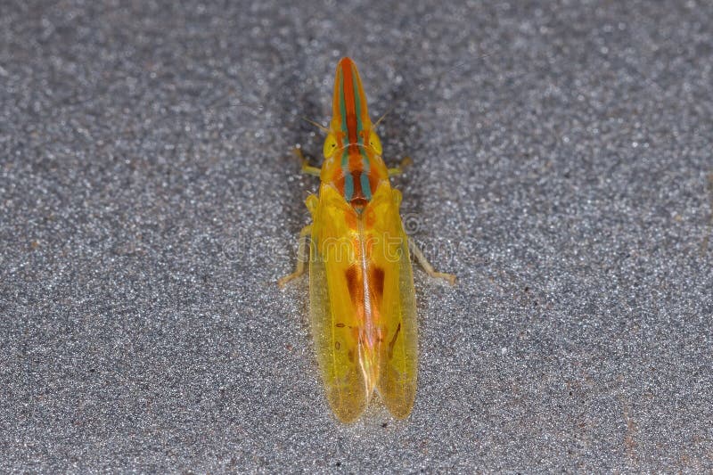 Adult Typical Leafhopper stock image. Image of sharpshooter - 226436765