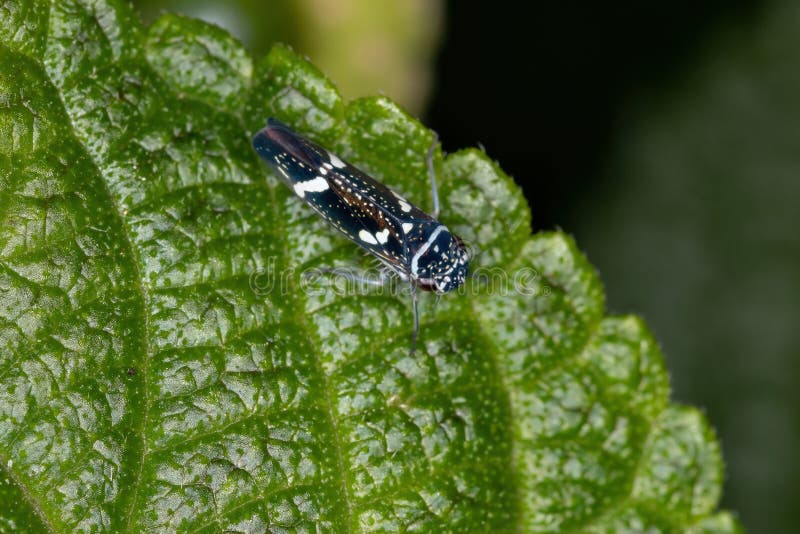 Adult Typical Leafhopper stock image. Image of white - 226436623