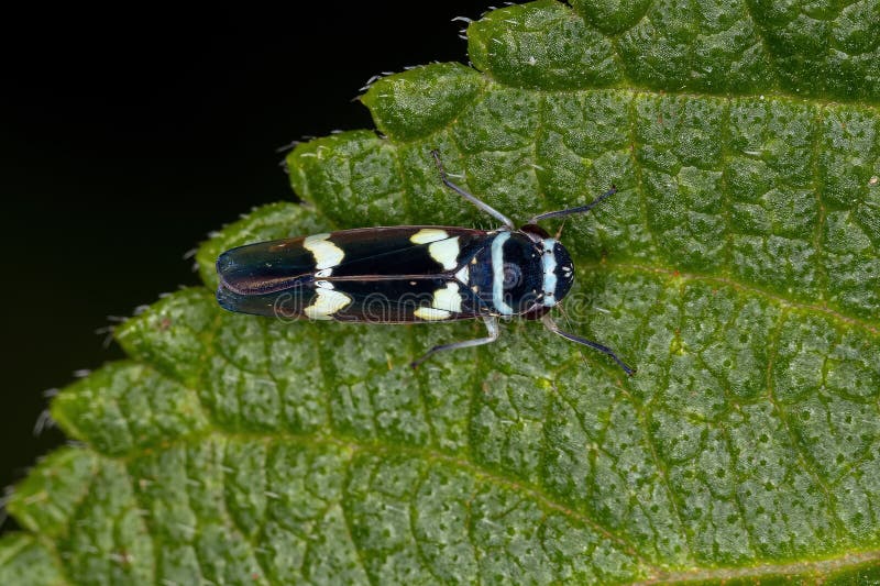 Cicadellinae is a Blue Leafhopper Type Insect Stock Photo - Image of ...