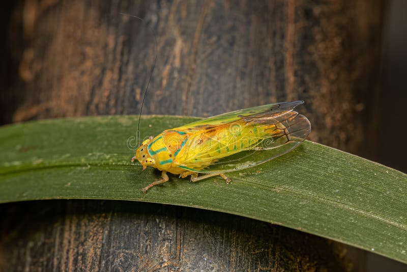 Adult Typical Leafhopper stock image. Image of entomology - 264277627