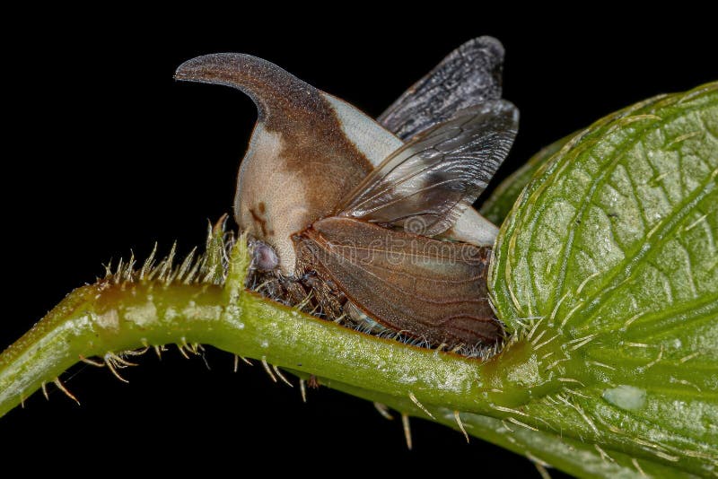 Two Typical Treehopper Insect Sitting on Top of a Hairy Wild Vine Stem ...