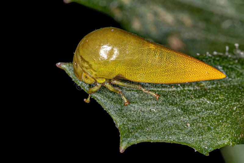 Adult Typical Treehopper stock photo. Image of macro - 229868862