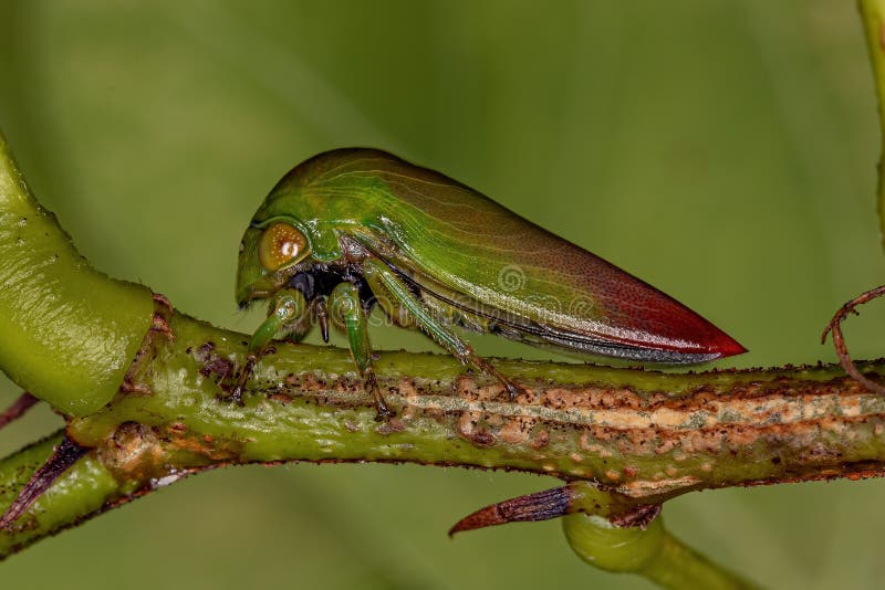 Adult Typical Treehopper stock image. Image of macro - 242014823
