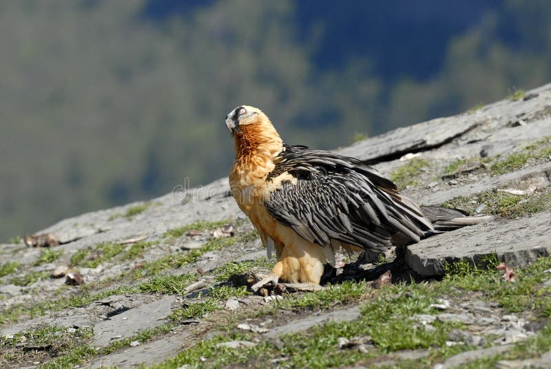 Adult Vultures in the Pyrenees Stock Image - Image of eagles, wildlife ...