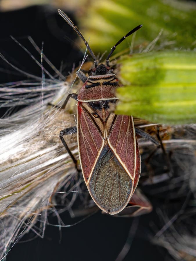 Adult White-crossed Seed Bug Stock Photo - Image of lygaeidae ...