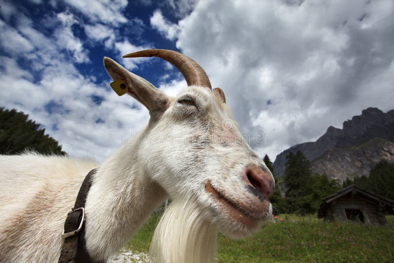 Adult White Goat stock photo. Image of alpine, sunny - 28618982