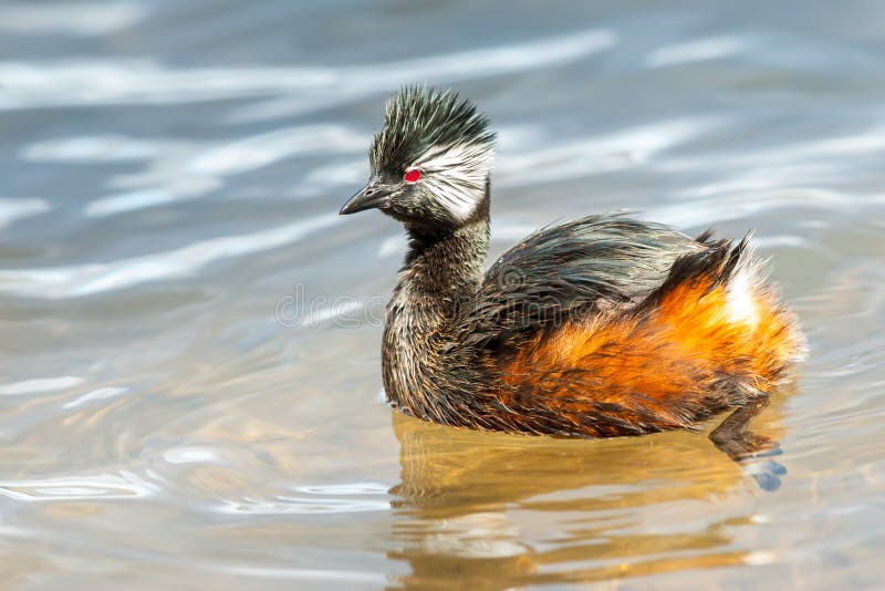 Adult White-Tufted Grebe stock image. Image of rollandia - 36336605