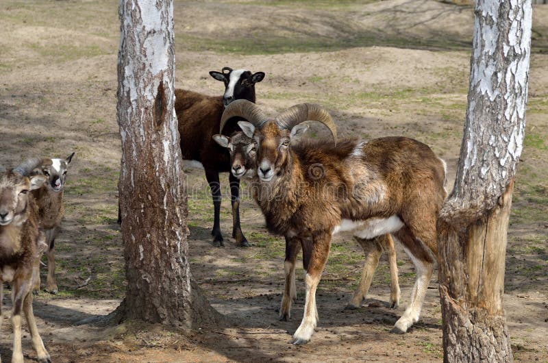 Adult, Wild Mouflon in a Pasture Close-up Stock Image - Image of horns ...