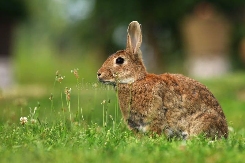 Adult Wild Rabbit Oryctolagus Cuniculus Stock Photo - Image of hairy ...