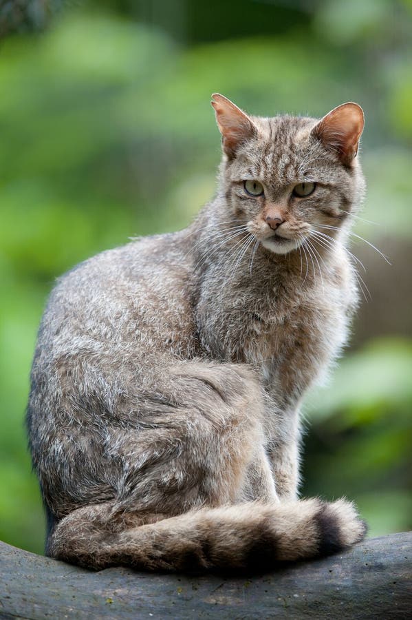 Adult wildcat stock image. Image of wiskers, mammal, adult - 14319859