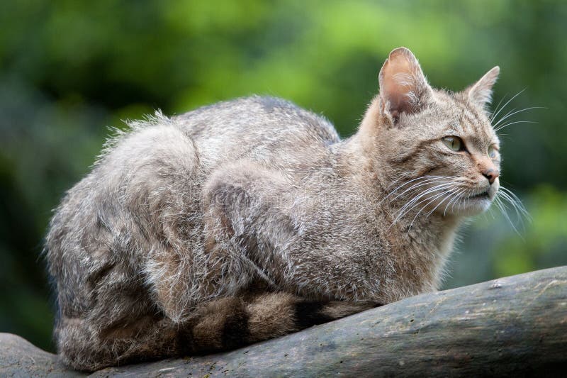 Adult wildcat sitting stock image. Image of adult, wild - 14319885