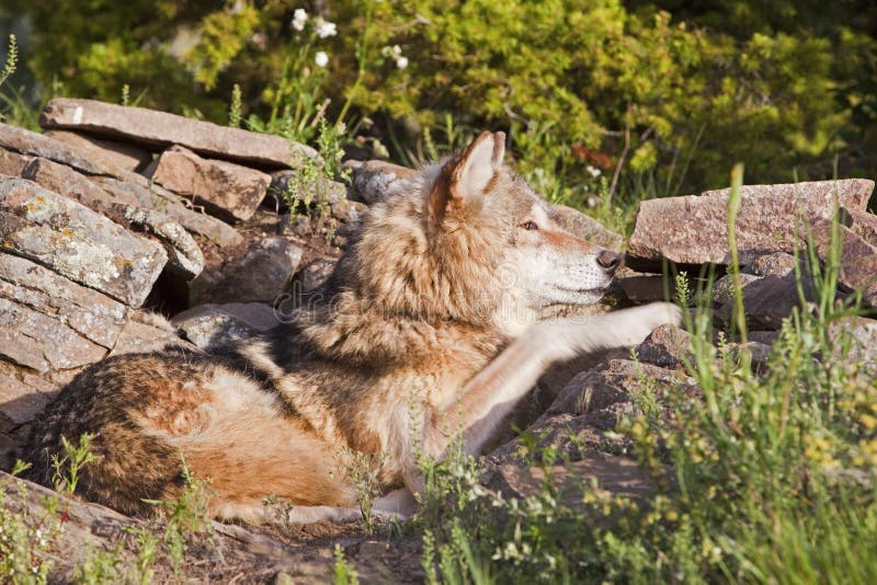 Adult Timber Wolf Lying in Rock Den Stock Photo - Image of canis, rocks ...