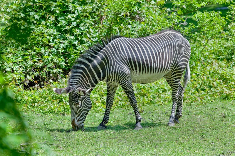 Adult Zebra stock image. Image of zebra, eating, cape - 57032927
