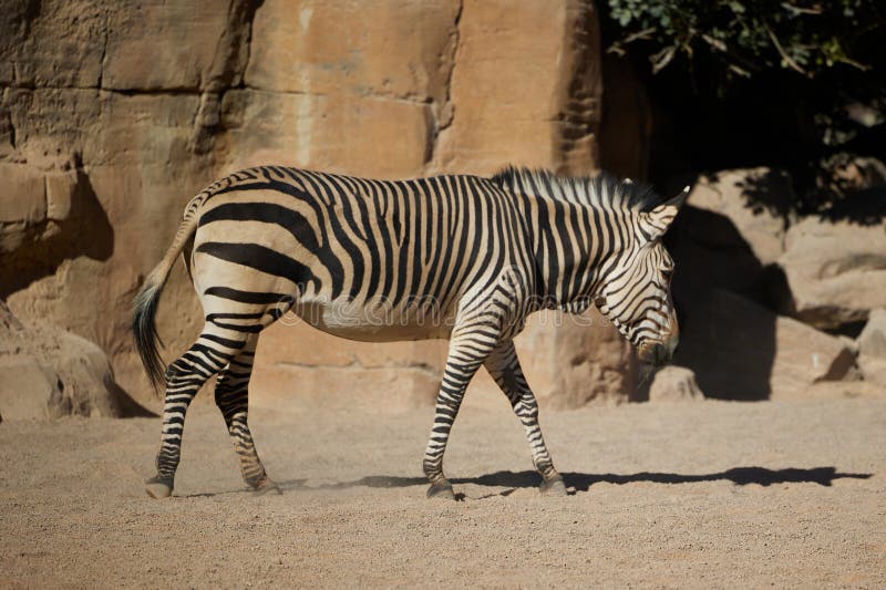 An Adult Zebra Walks Along the Rock and Casts a Shadow Stock Image ...