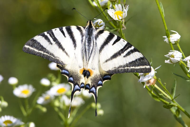 Papillon Rare O De Podalirius D'Iphiclides De Papillon De Machaon Image ...