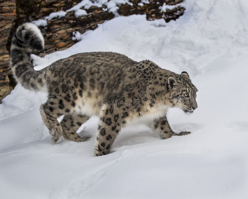 Cachorro de la onza imagen de archivo. Imagen de animal - 112994471