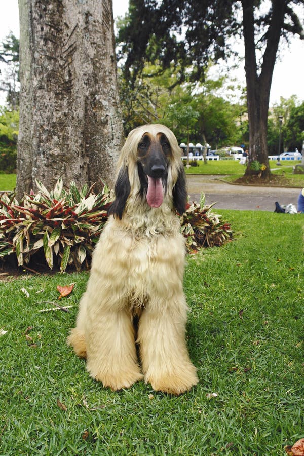 Adulto Del Afgano Que Se Sienta Foto de archivo - Imagen de negro ...