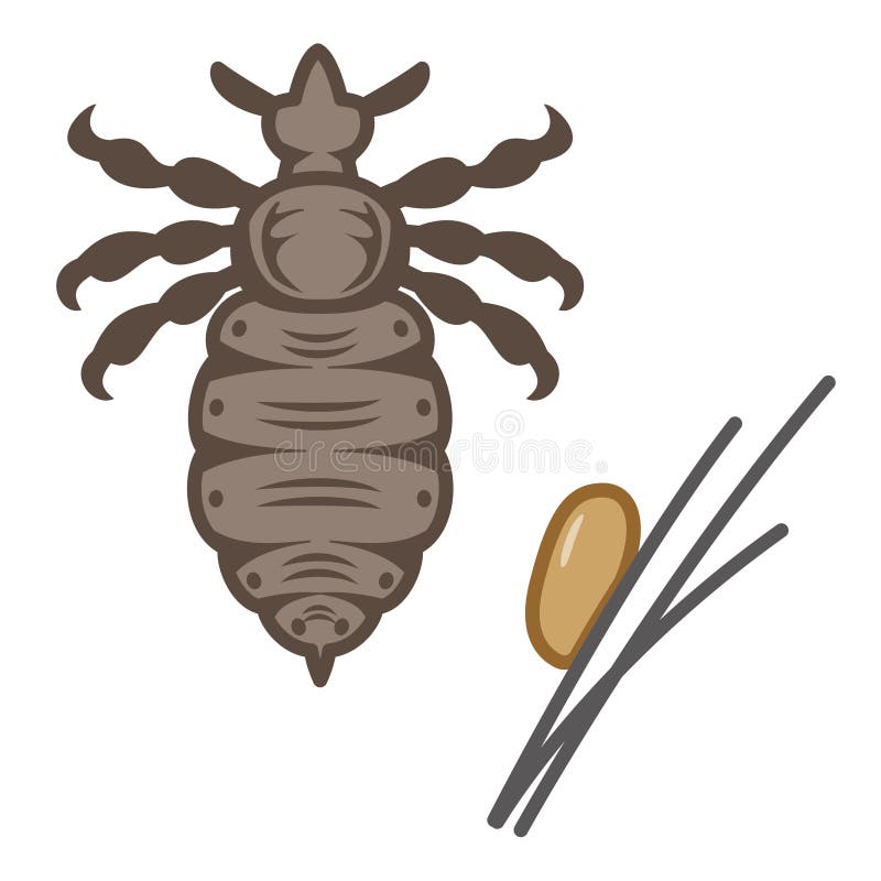 Adultos y huevos de piojos ilustración del vector. Ilustración de piojo ...