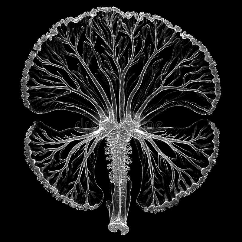 Advance of life form stock illustration. Illustration of dots - 313962942