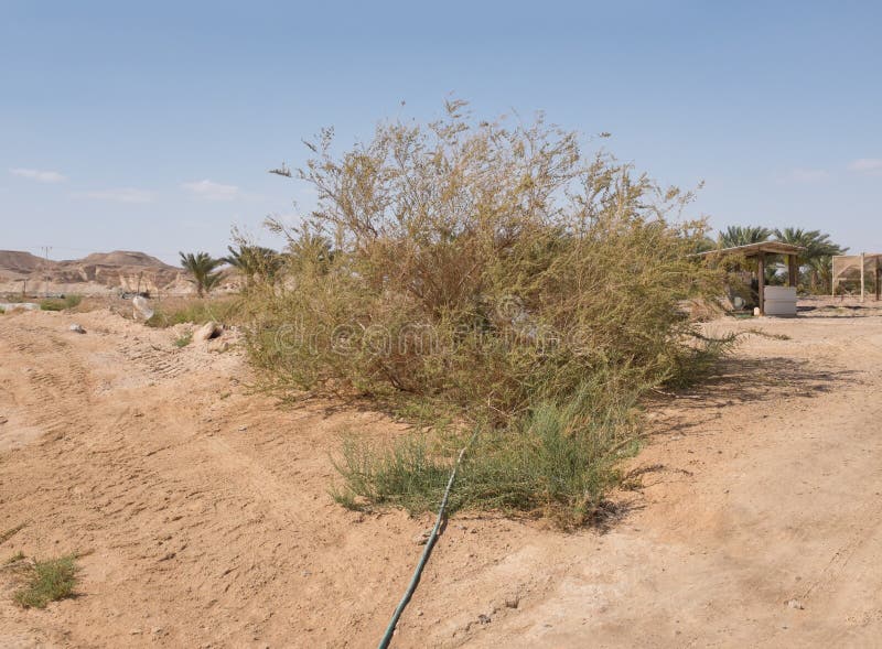 Advanced Agriculture in Desert, Drip Irrigation Stock Photo - Image of ...